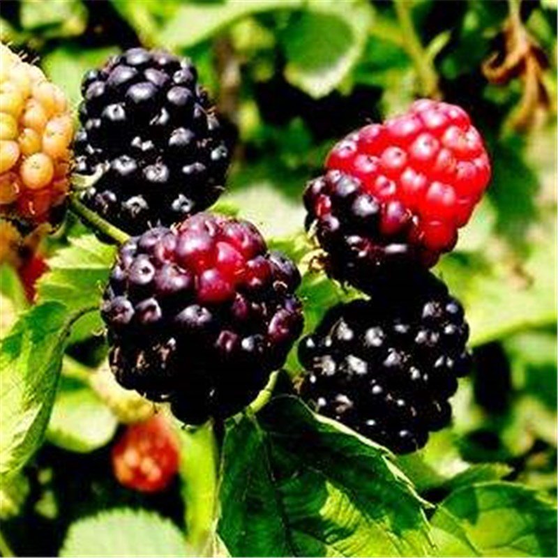 100pcs Blackberry Seeds, Dewberry, Fruit Plant Seeds