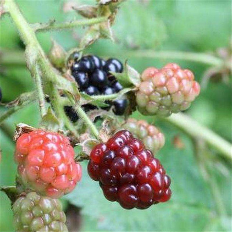 100pcs Blackberry Seeds, Dewberry, Fruit Plant Seeds