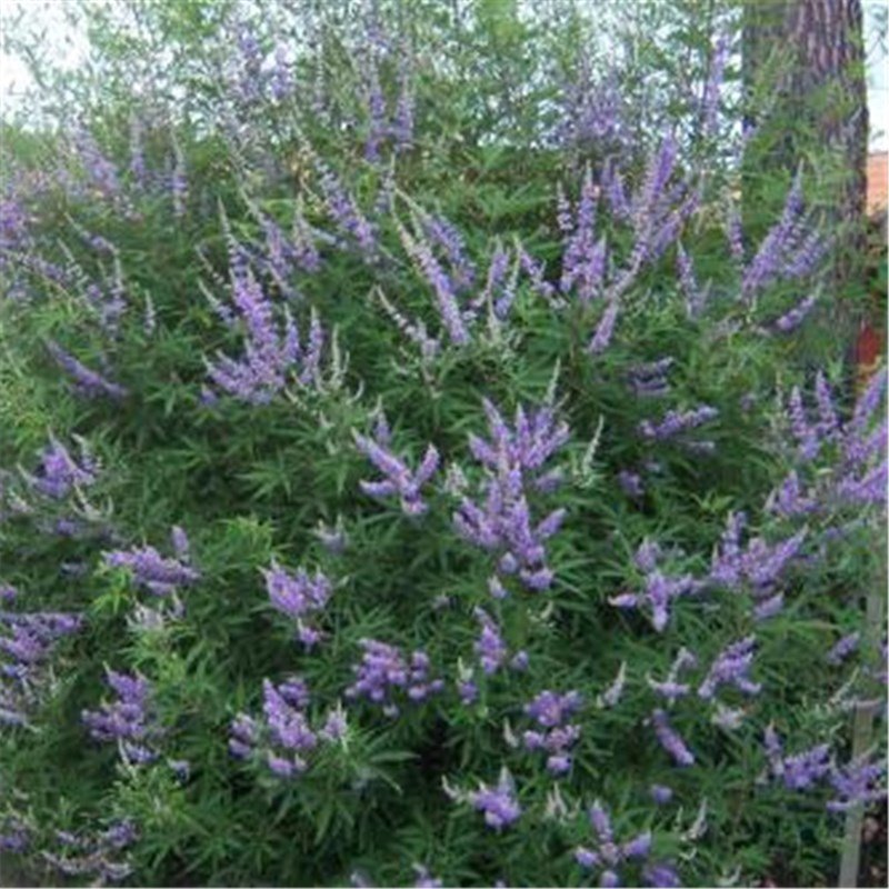 100pcs Vitex Seeds, Vitex Negundo, Herb Shrub Plant Seed