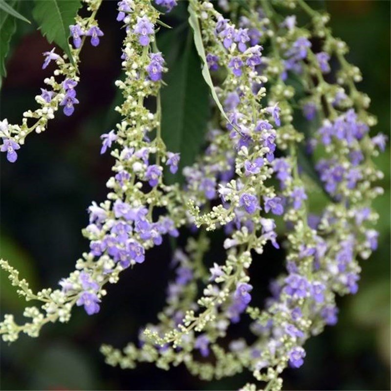 100pcs Vitex Seeds, Vitex Negundo, Herb Shrub Plant Seed