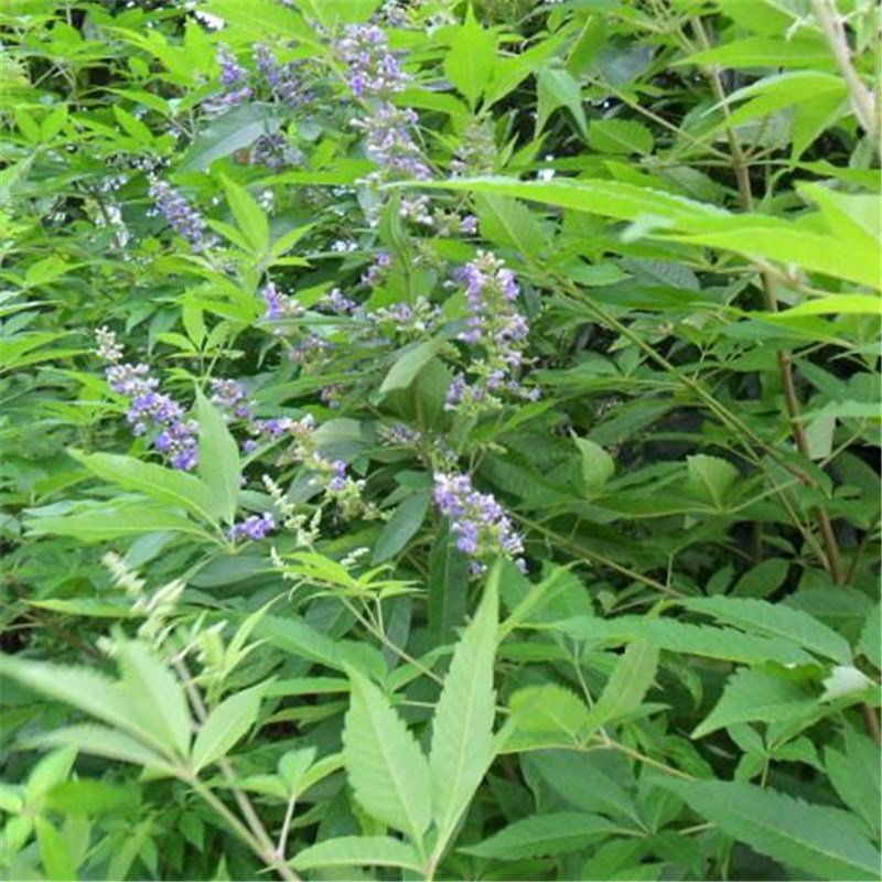 100pcs Vitex Seeds, Vitex Negundo, Herb Shrub Plant Seed