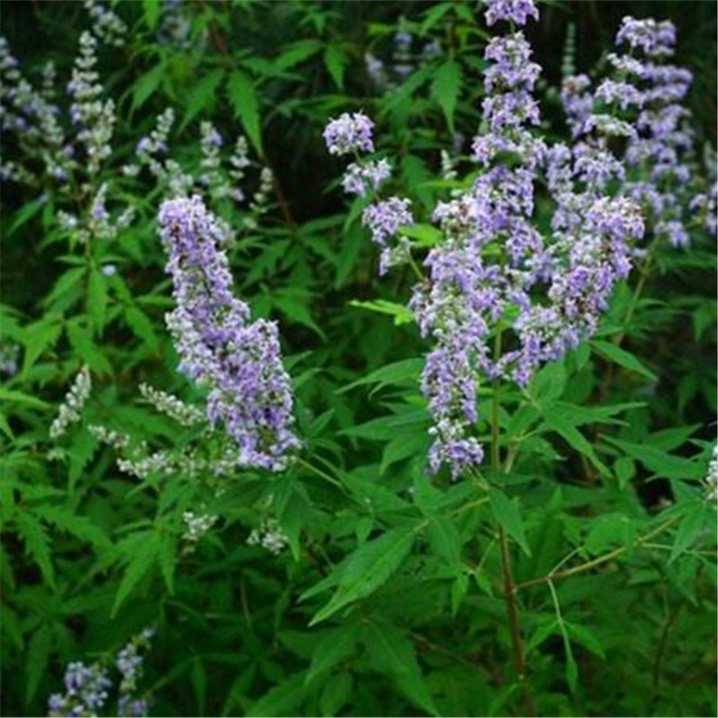 100pcs Vitex Seeds, Vitex Negundo, Herb Shrub Plant Seed