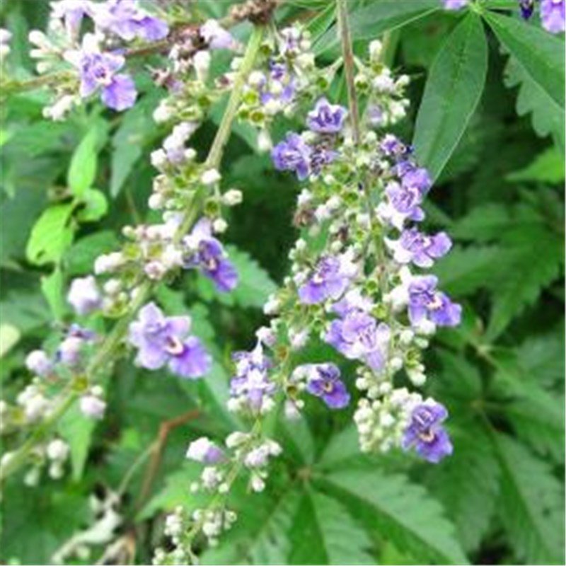 100pcs Vitex Seeds, Vitex Negundo, Herb Shrub Plant Seed