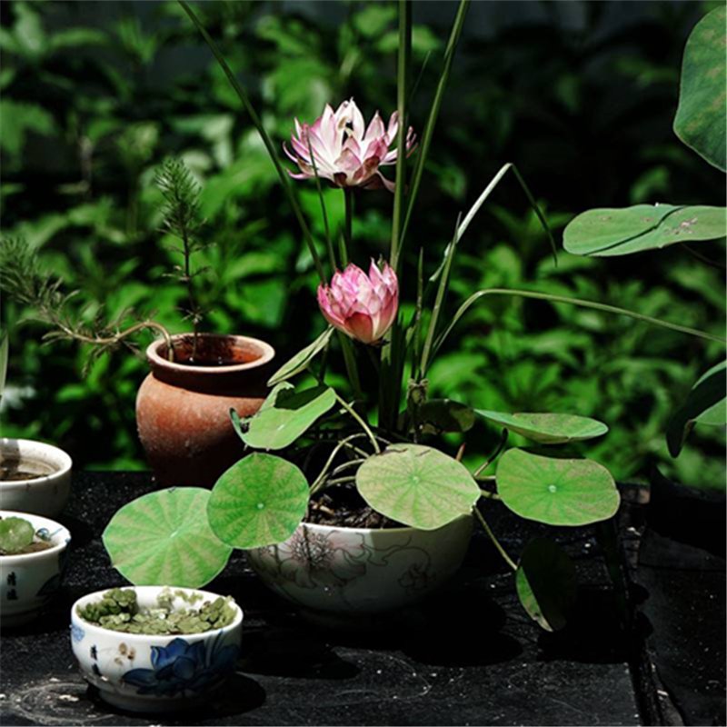 50pcs Bowl Lotus Seeds, Lotus Flower, Aquatic Plant Seeds, Nelumbo Nucifera