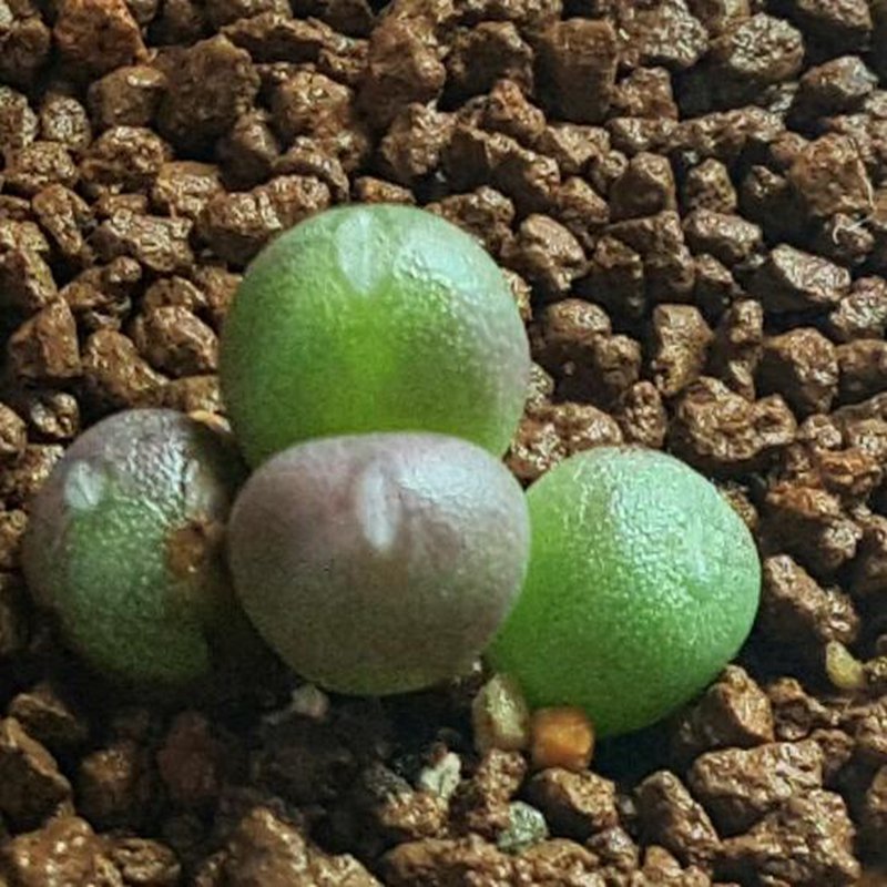 20Pcs a set Conophytum brunneum EA. 248 Seed ProQgf