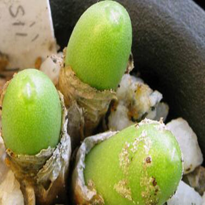 Ngryise 18pcs a set Conophytum bruynsii Flower seed