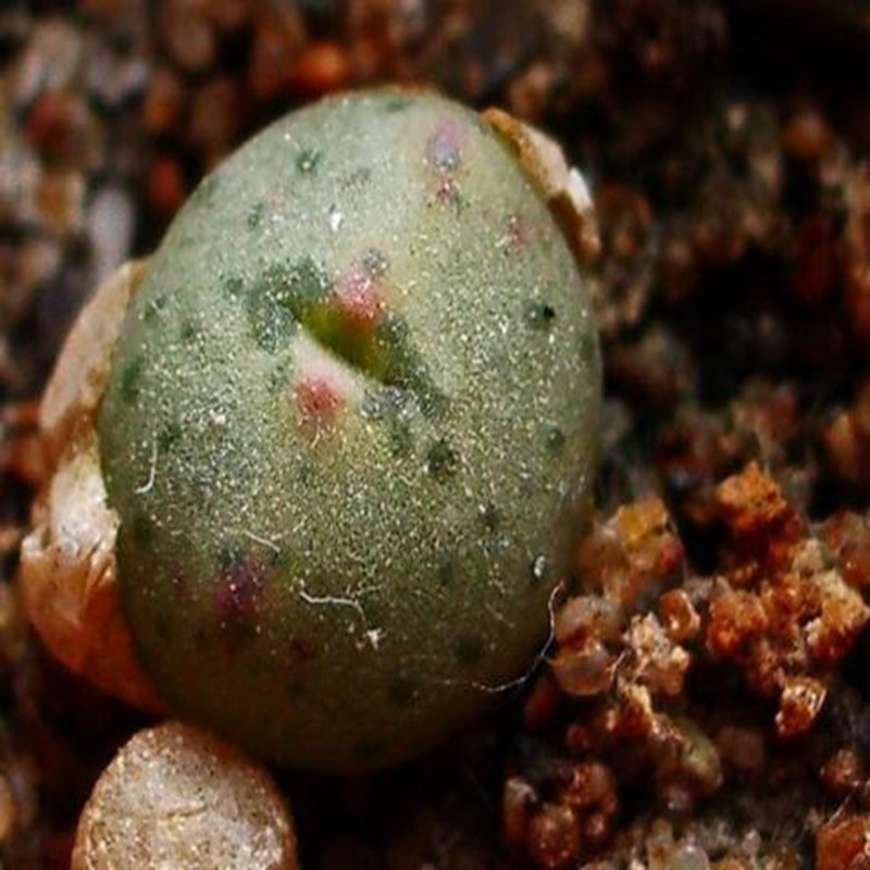 18Pcs A Set Conophytum cf. tailorianum subsp. ernianum seed