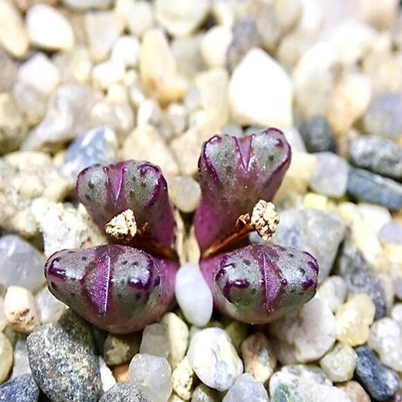 18Pcs A Set Conophytum luckhoffii-4 seed Ngryise