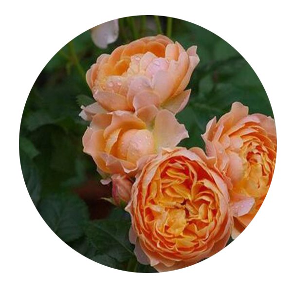 DwarfGiantFarm 500Pcs A Set Abricot Terrazza Rosa chinensis Flower Seed