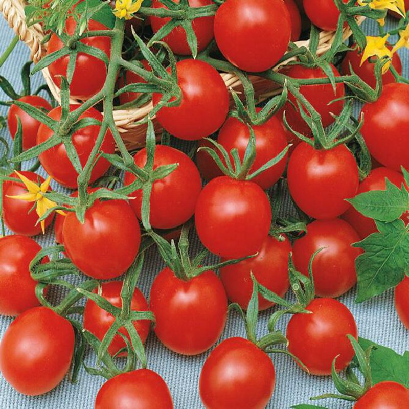500Pcs A Set Ladybug Hybrid Tomato seed ProQgf