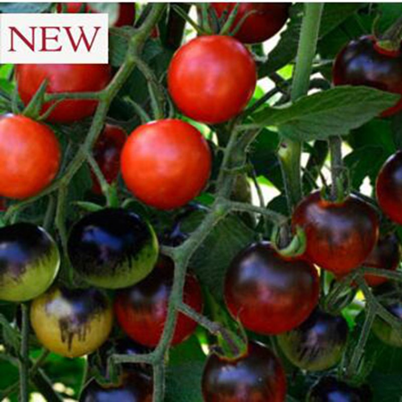 500Pcs A Set Midnight Snack Hybrid Tomato seed ProQgf