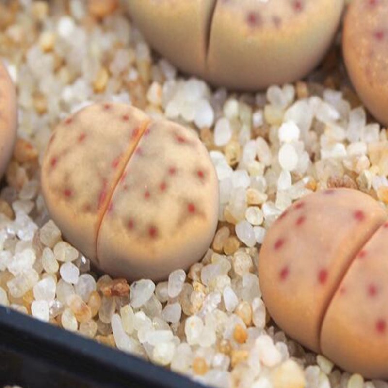 1Pcs A Set lithop c181 Mini Plant ProQgf