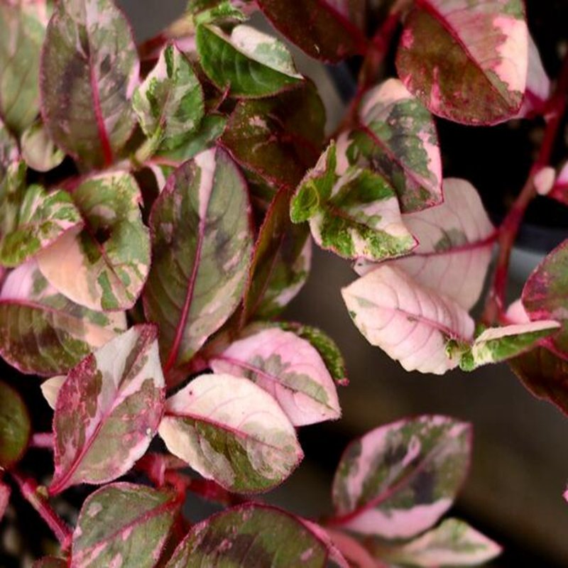 100Pcs A Set Polygonum capitatum Seed ProQgf