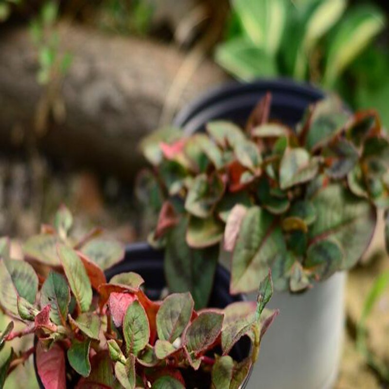 100Pcs A Set Polygonum capitatum Seed ProQgf