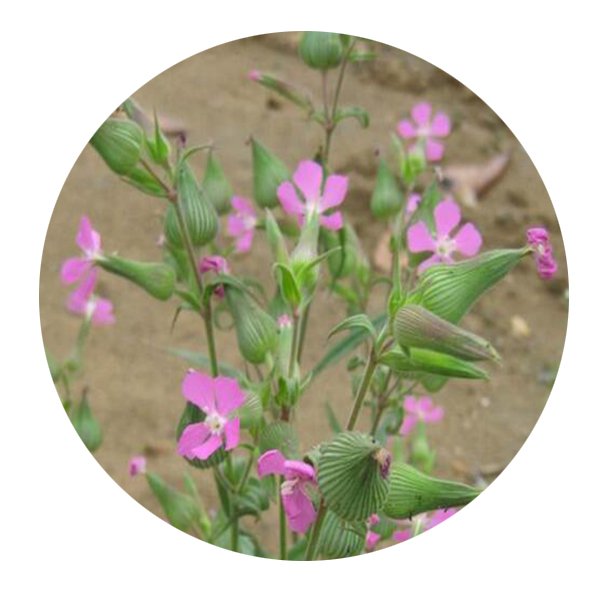 DwarfGiantFarm 800Pcs A Set Silene conoidea L Seed ProQgf