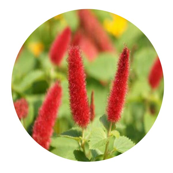 DwarfGiantFarm 200Pcs A Set Acalypha australis Linn Seed ProQgf