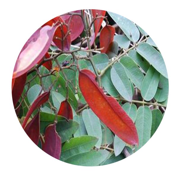 DwarfGiantFarm 200Pcs A Set Zenia insignis Chun Seed ProQgf