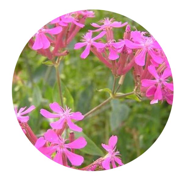 DwarfGiantFarm 200Pcs A Set Silene armeria Seed ProQgf