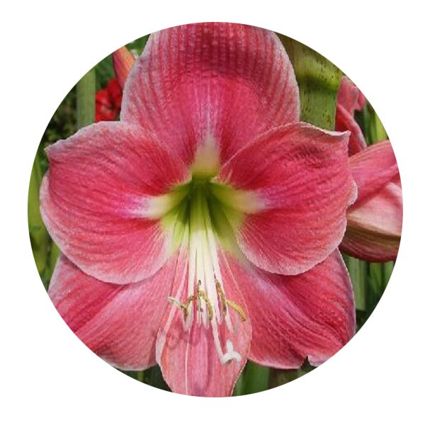 DwarfGiantFarm 5Pcs A Set AMALFI Hippeastrum rutilum flower bulb ProQgf