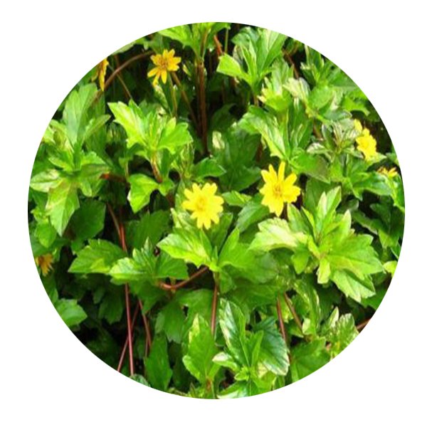 DwarfGiantFarm 500Pcs A Set Wedelia chinensis Seed ProQgf