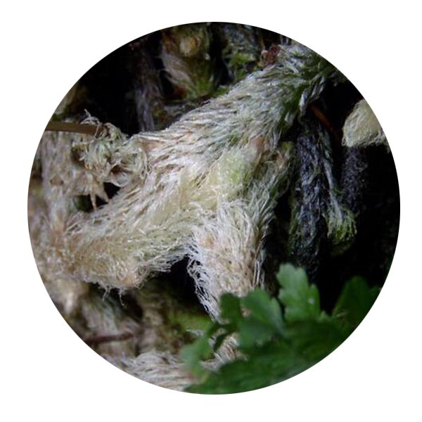 DwarfGiantFarm 200Pcs A Set Humata tyermanni Moore Seed ProDgf