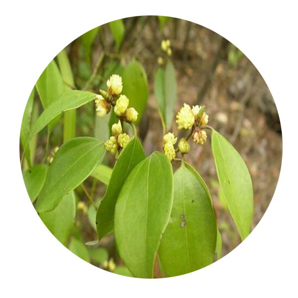 DwarfGiantFarm 100Pcs A Set Radix Linderae Seed Prodgf