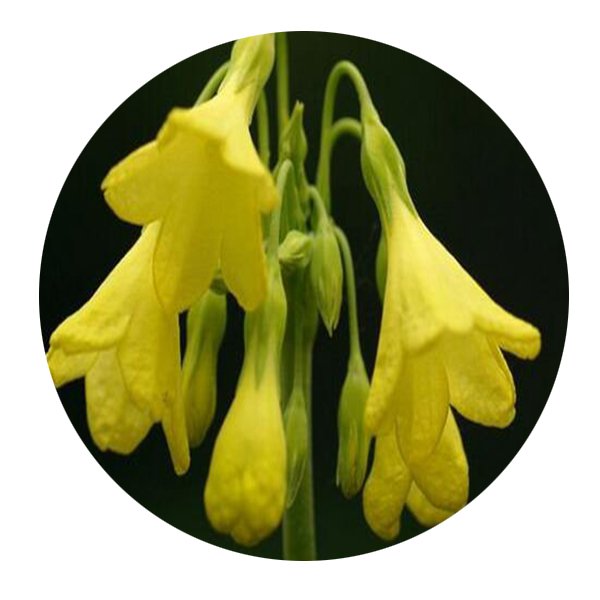 DwarfGiantFarm 200Pcs A Set Primula sikkimensis Hook Seed Prodgf