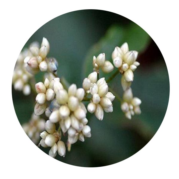 DwarfGiantFarm 200Pcs A Set Polygonum chinense Seed Prodgf