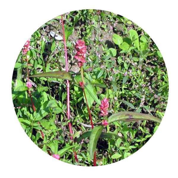 DwarfGiantFarm 200Pcs A Set Polygonum hydropiper. Seed Prodgf