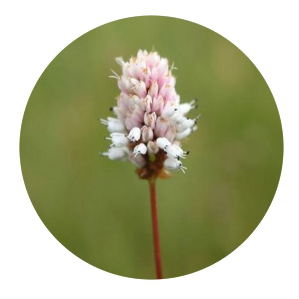 DwarfGiantFarm 200Pcs A Set Polygonum macrophyllum Seed Prodgf