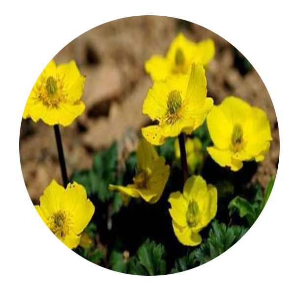 DwarfGiantFarm 200Pcs A Set Trollius pumilus var. ranunculoides Seed Proqgf