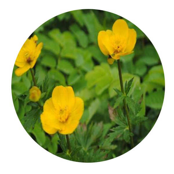DwarfGiantFarm 200Pcs A Set Trollius japonicus Miq Seed Proqgf