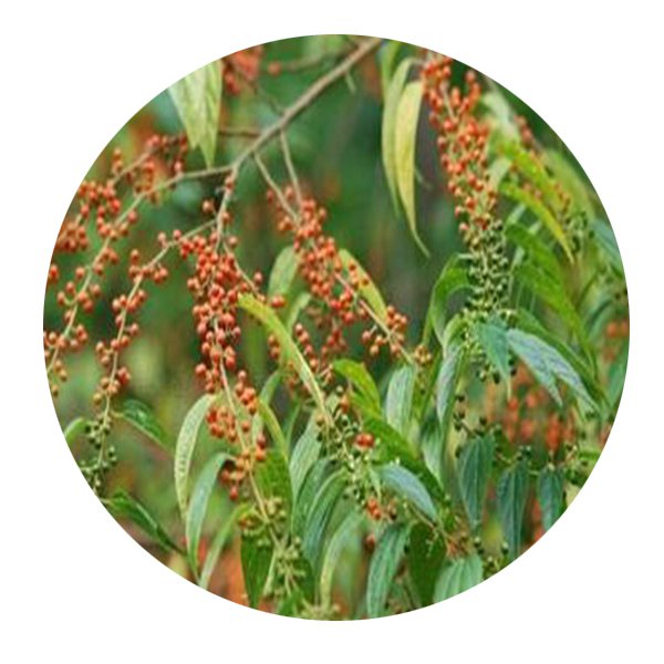 DwarfGiantFarm 200Pcs A Set Trema tomentosa Seed Proqgf