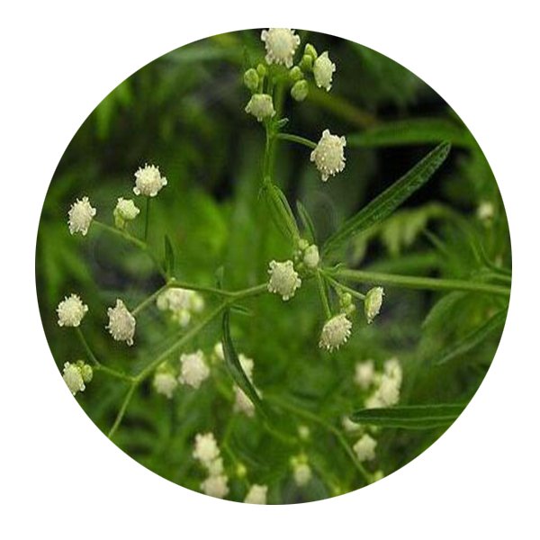 DwarfGiantFarm 200Pcs A Set Parthenium hysterophorus Seed Proqgf