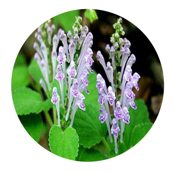 DwarfGiantFarm 200Pcs A Set Labiatae Seed Proqgf