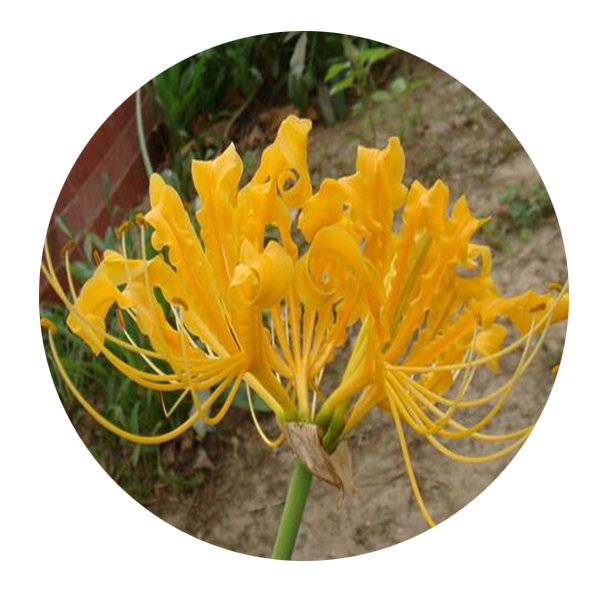 DwarfGiantFarm 200Pcs A Set Lycoris aurea Seed Proqgf