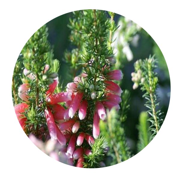 DwarfGiantFarm 200Pcs A Set Erica Seed Prodgf
