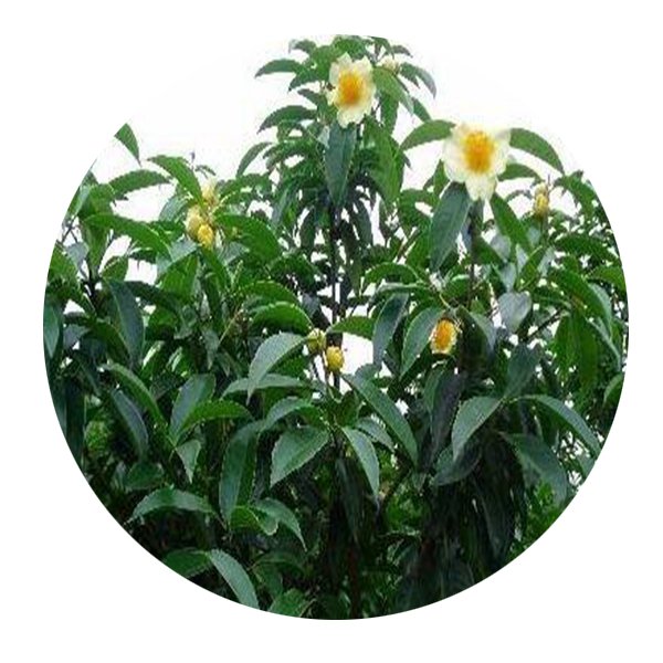 DwarfGiantFarm 200Pcs A Set pyrenaria spectabilis Seed Prodgf