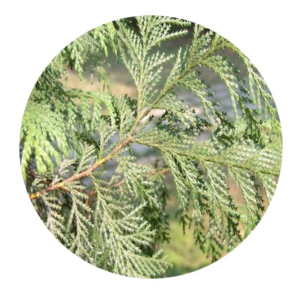 DwarfGiantFarm 200Pcs A Set Sabina vulgaris Seed Prodgf