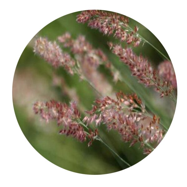 DwarfGiantFarm 200Pcs A Set Melinis minutiflora Seed Prodgf