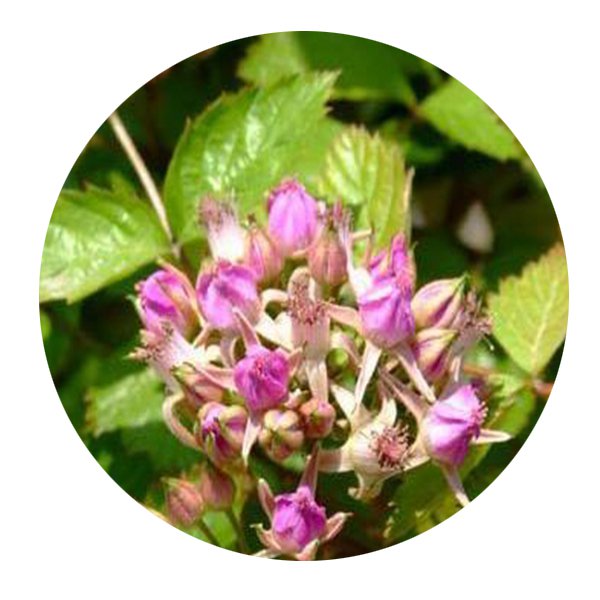 DwarfGiantFarm 200Pcs A Set Rubus coreanus Seed Prodgf