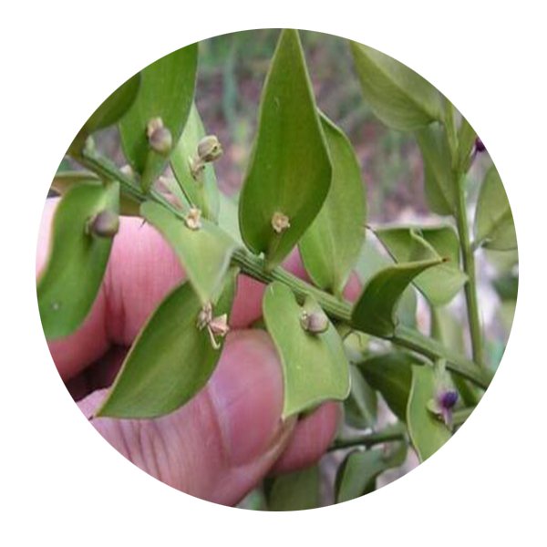 DwarfGiantFarm 200Pcs A Set Ruscus aculeatus Seed Prodgf