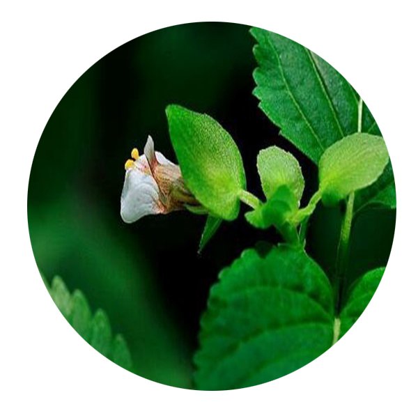 DwarfGiantFarm 200Pcs A Set Picria fel-terrae Seed