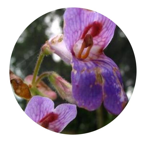 DwarfGiantFarm 200Pcs A Set Chirita eburnea Hance Seed