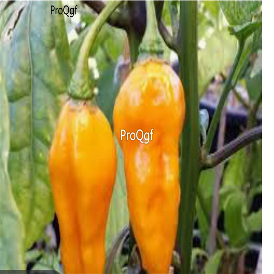 Prodgf 6000Pcs yellow devil tongue pepper seed