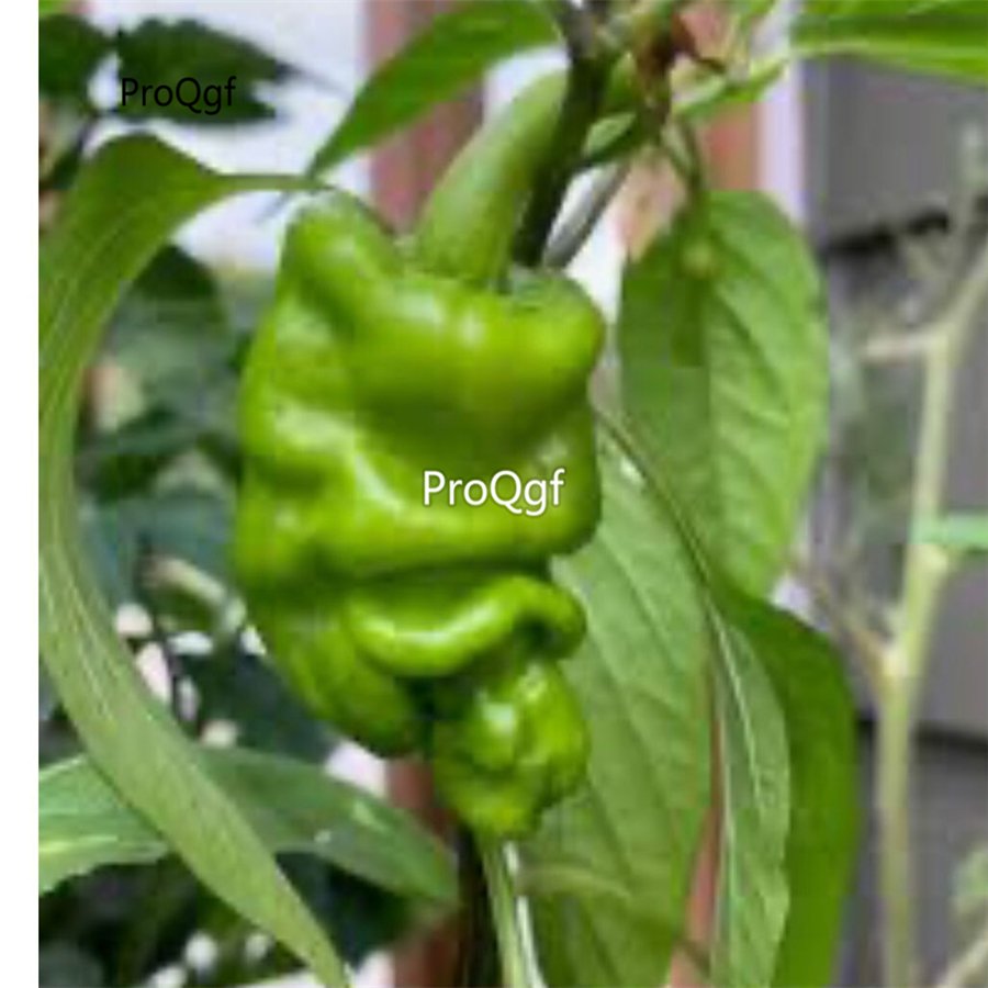 Prodgf 9000Pcs A Set zhoupi screw pepper vegetable seed