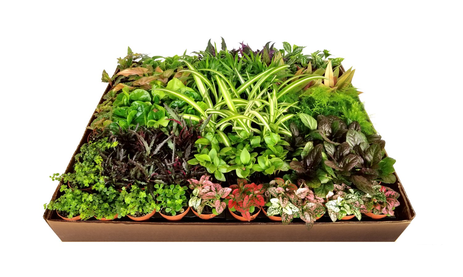 45 2 inch Mini Foliage Collection Growers Choice