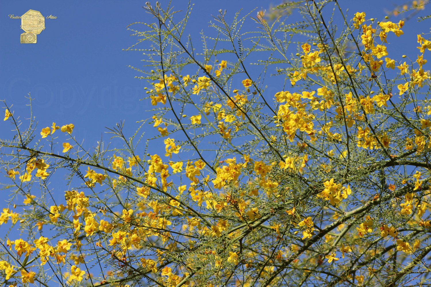 Palo Brea Tree in Bloom against Desert Sky, Fine Art Photograph for ...