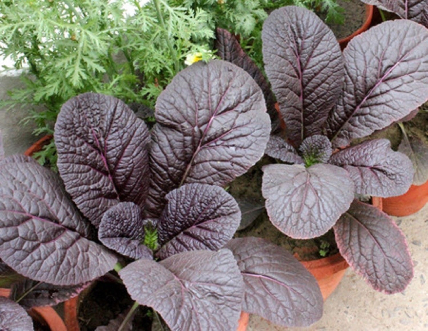 Mustard Red Giant Japanese / Asian Non GMO Heirloom Vegetable 100 Seeds ...