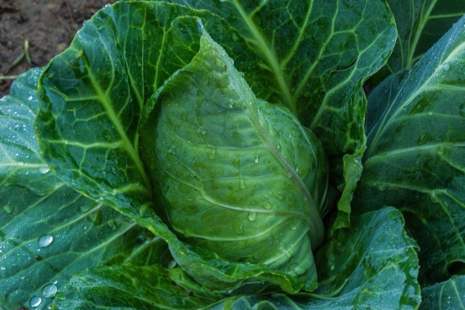 Collard Greens Vates Non GMO Heirloom Garden Vegetable 100 Seeds Sow No ...